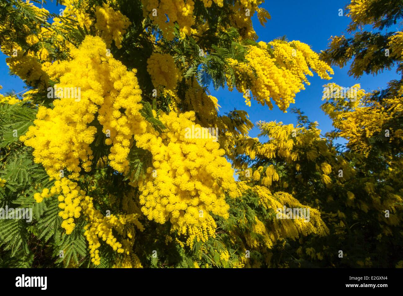 France Var Tanneron plantation of mimosa in flower Stock Photo - Alamy
