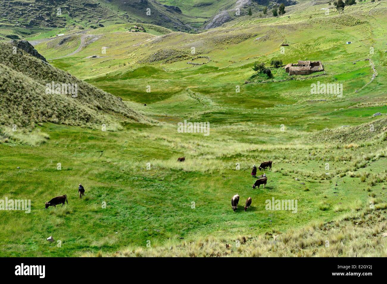 Peru Cuzco province Livitaca farmers and cows in Apurimac valley Stock ...