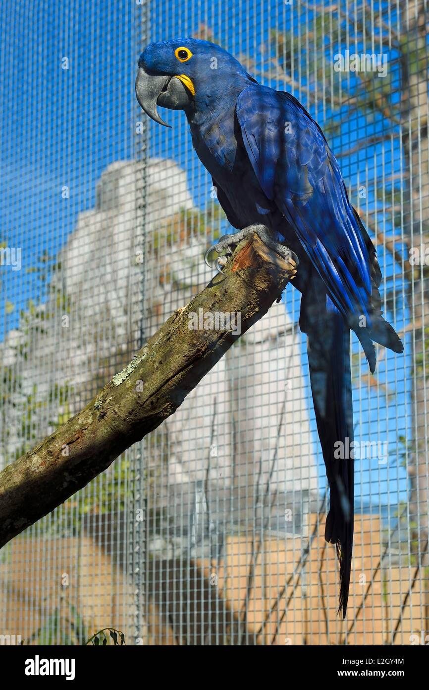 France Paris Paris Zoological Park (Zoo de Vincennes) Hyacinth Macaw ...