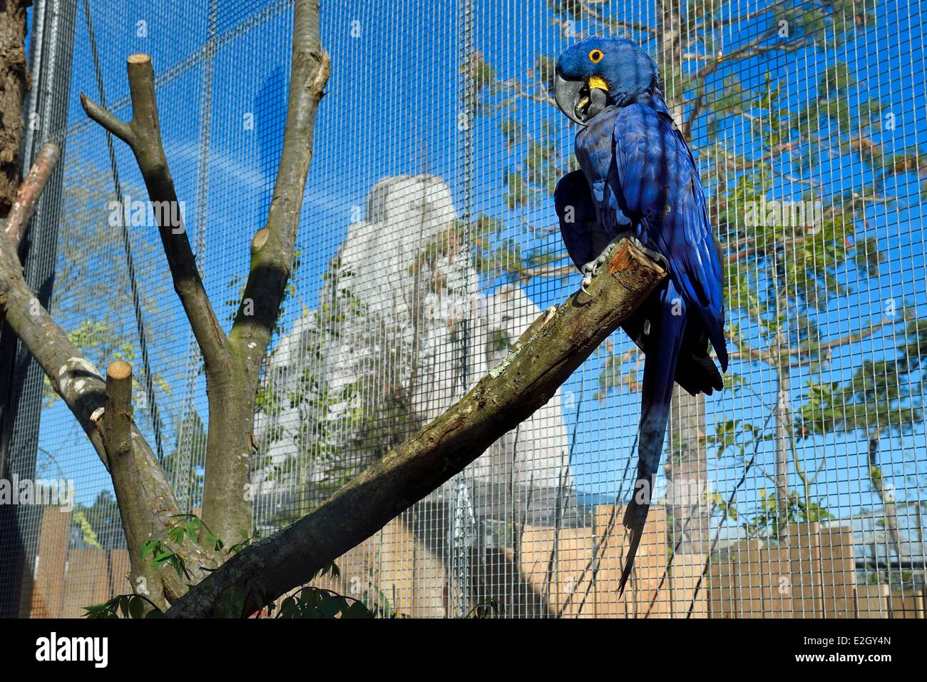 France Paris Paris Zoological Park (Zoo de Vincennes) Hyacinth Macaw ...