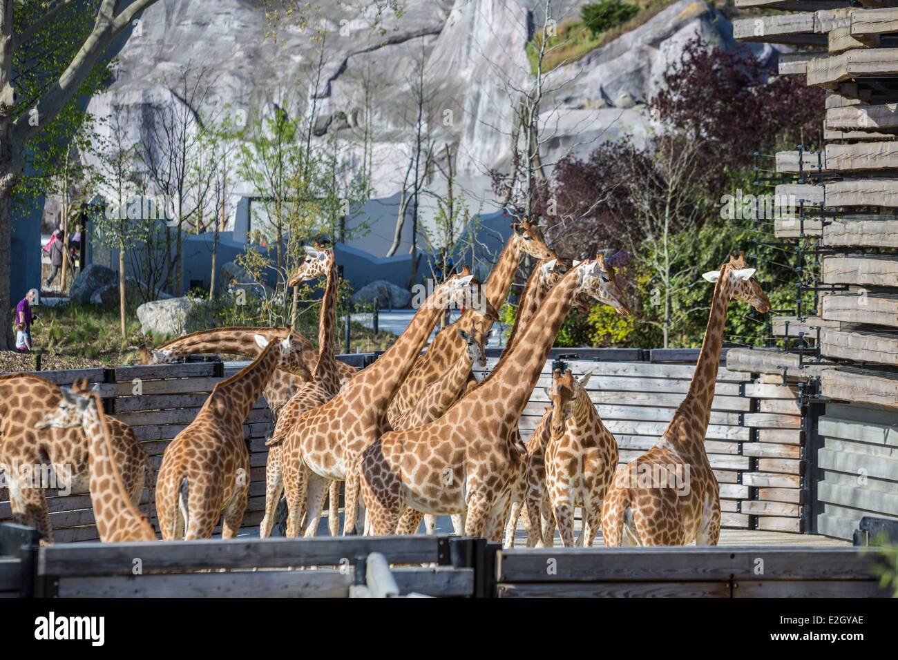 France Paris Paris Zoological Park (Zoo de Vincennes) group of sixteen ...