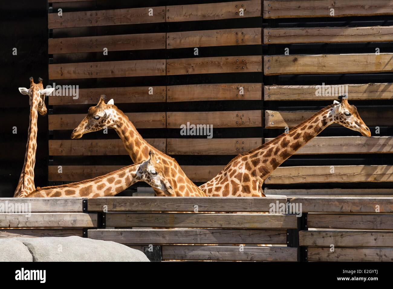 France Paris Paris Zoological Park (Zoo de Vincennes) giraffes (Giraffa ...