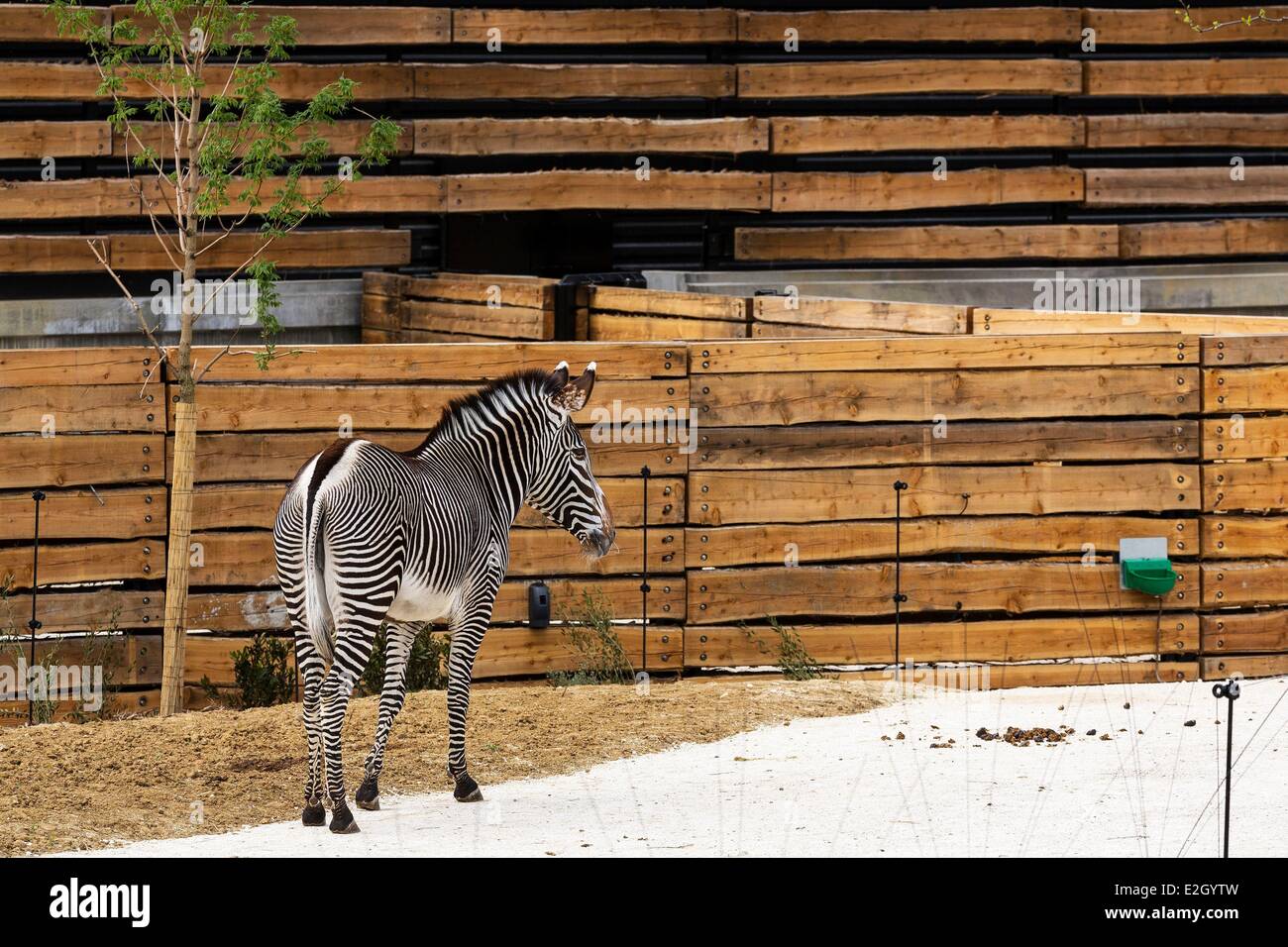 Zebra in zoo enclosure hi-res stock photography and images - Alamy