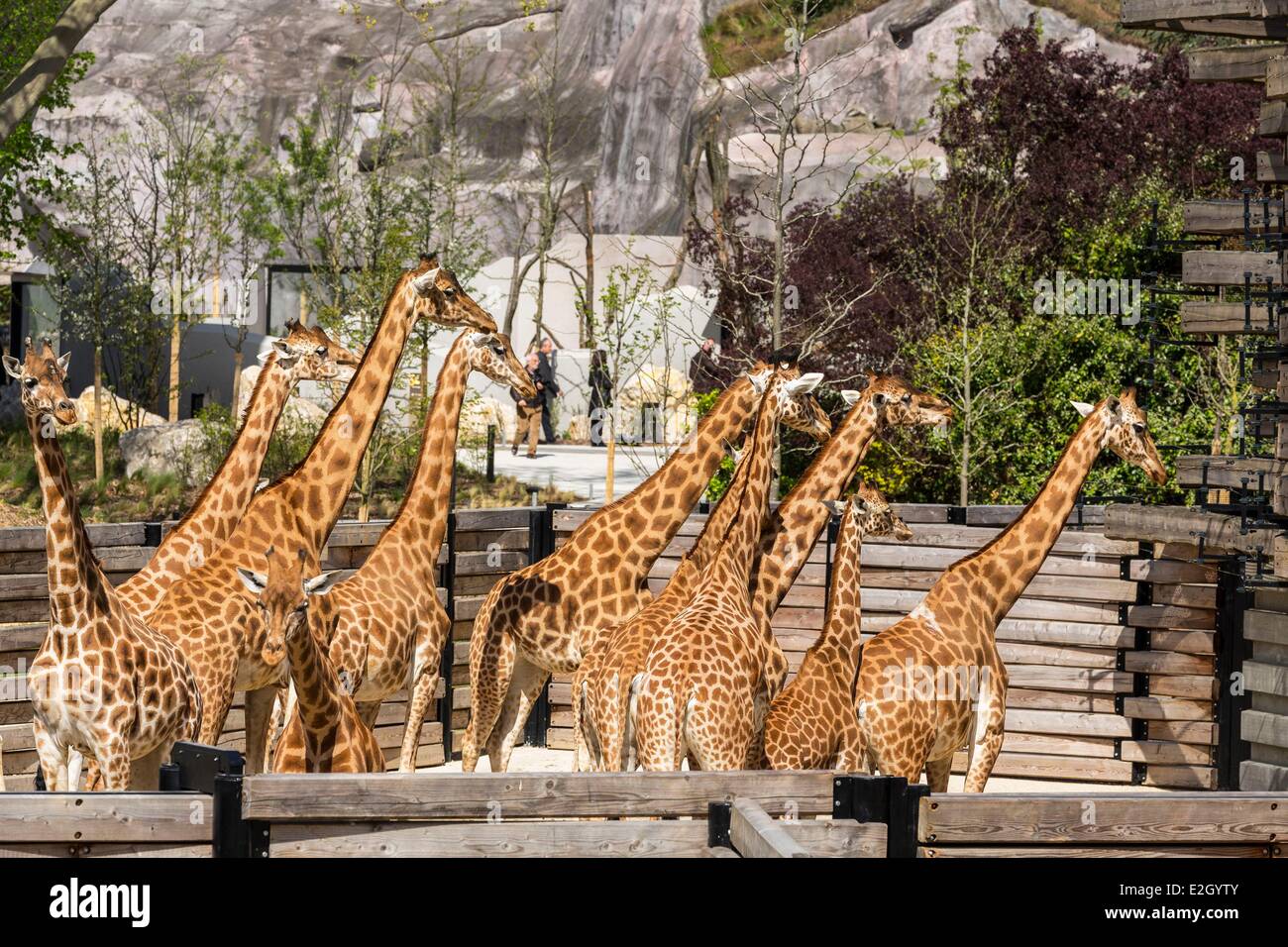 France Paris Paris Zoological Park (Zoo de Vincennes) group of giraffes ...