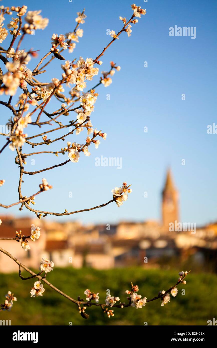 France Var Frejus almond tree in flower of mound Saint Antoine Stock ...