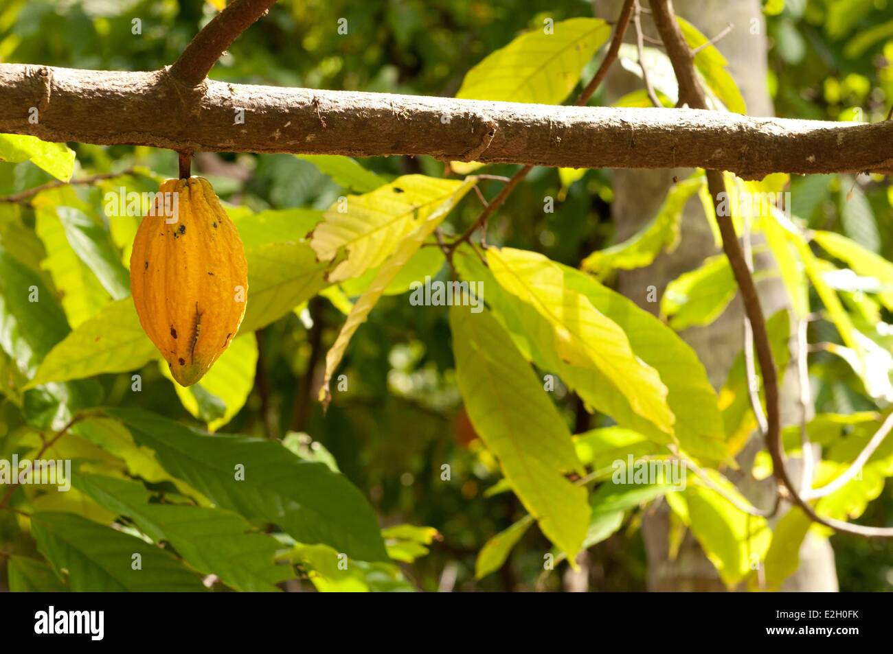 Cocoa tree hi-res stock photography and images - Alamy
