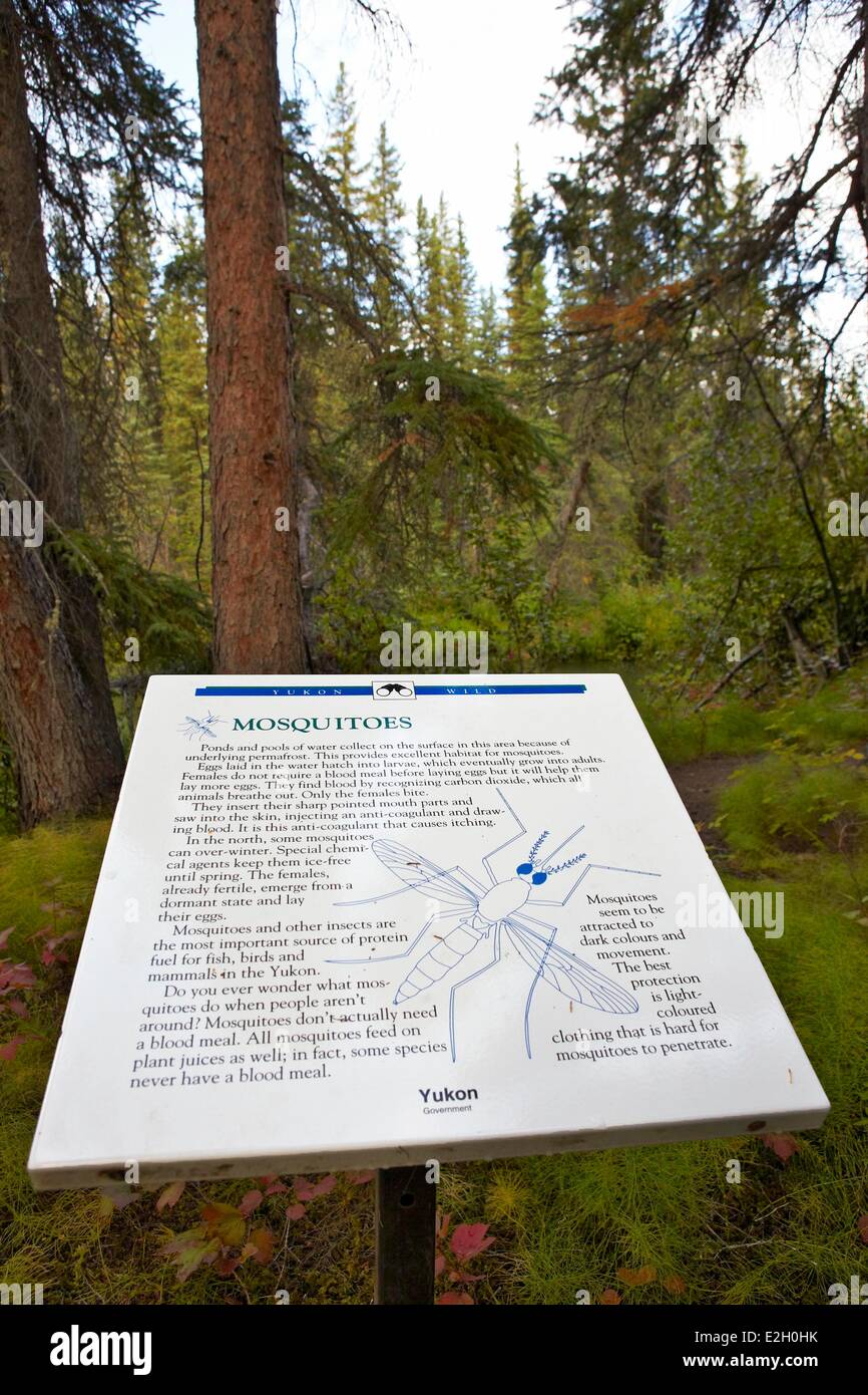 Canada Yukon province Whitehorse mosquitoes life explanation Stock ...