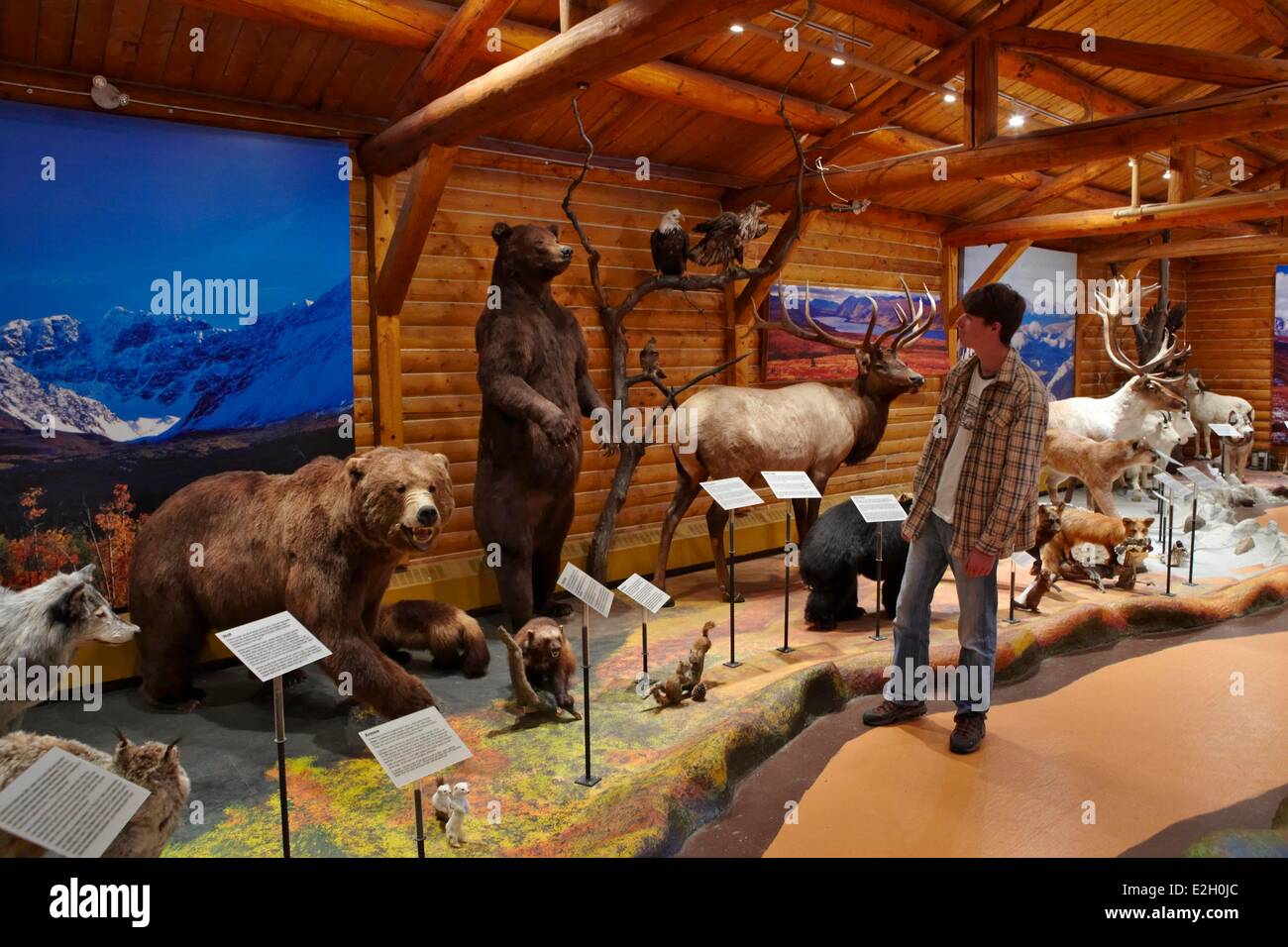 Canada Yukon province Whitehorse Macbride museum local wildlife Stock ...