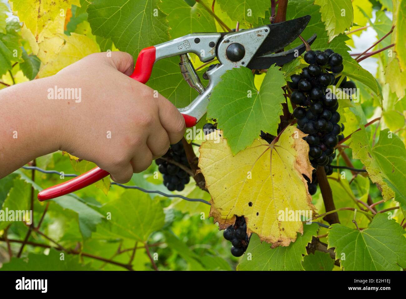 Leaf in centre hi-res stock photography and images - Alamy