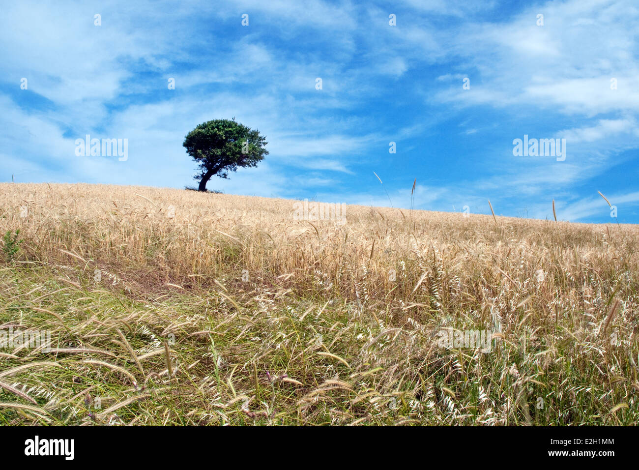 A solitary oak tree sits on an open agricultural field on a hilltop on ...