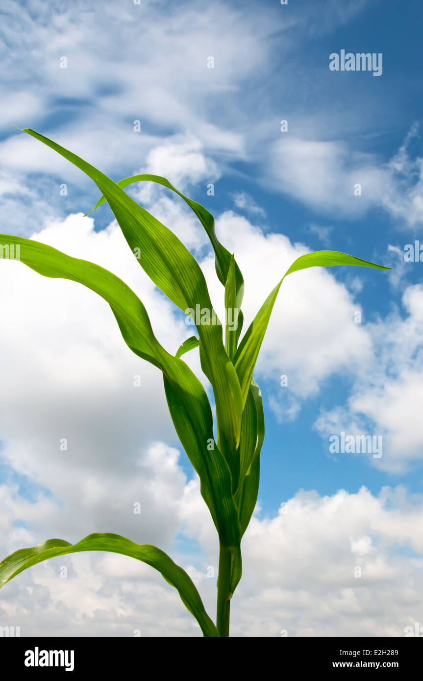 Lone Cornstalk rustling in the breeze on a warm summer day under a ...