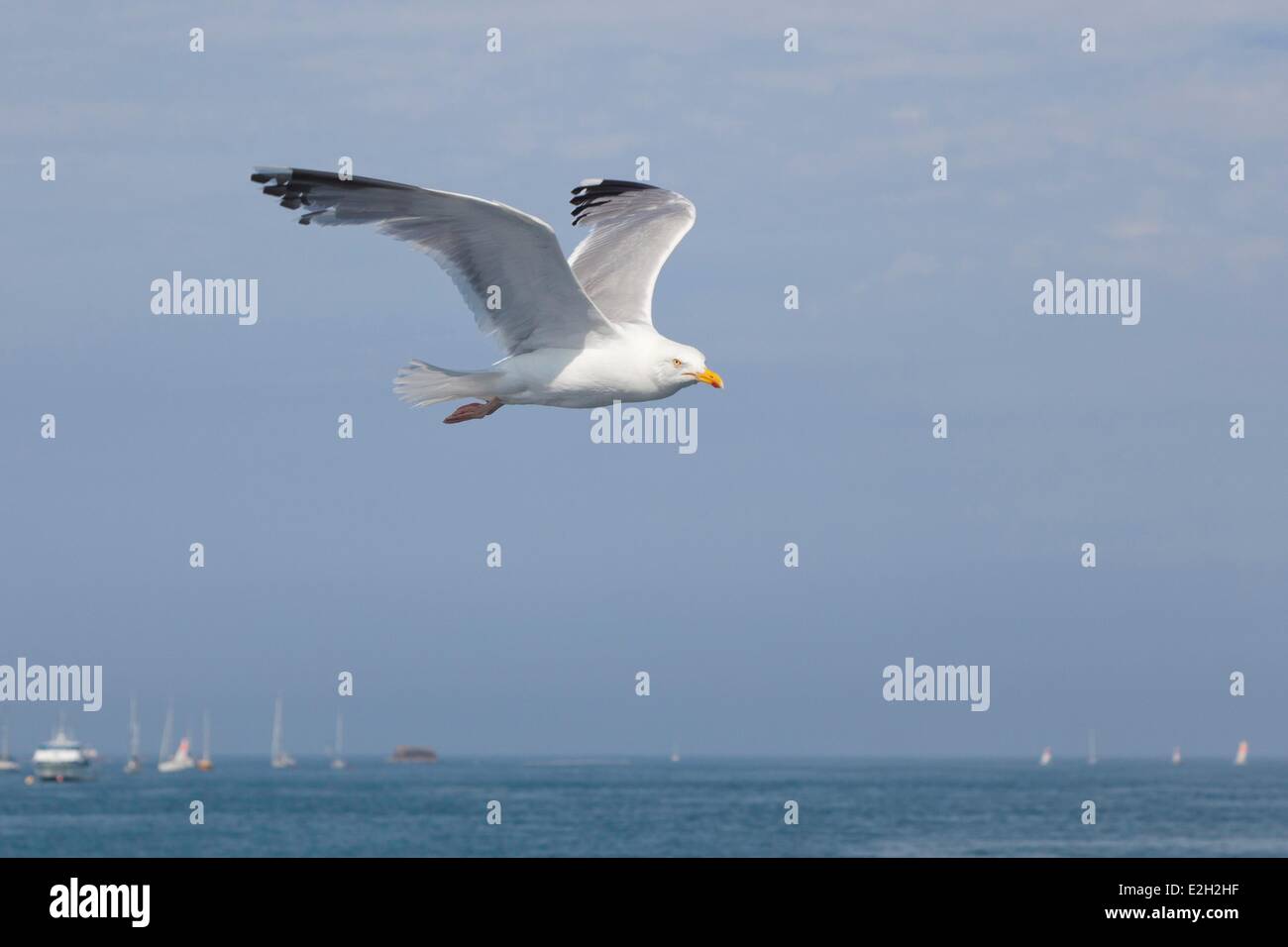 France Cotes d'Armor Brehat island seagull in flight Stock Photo - Alamy