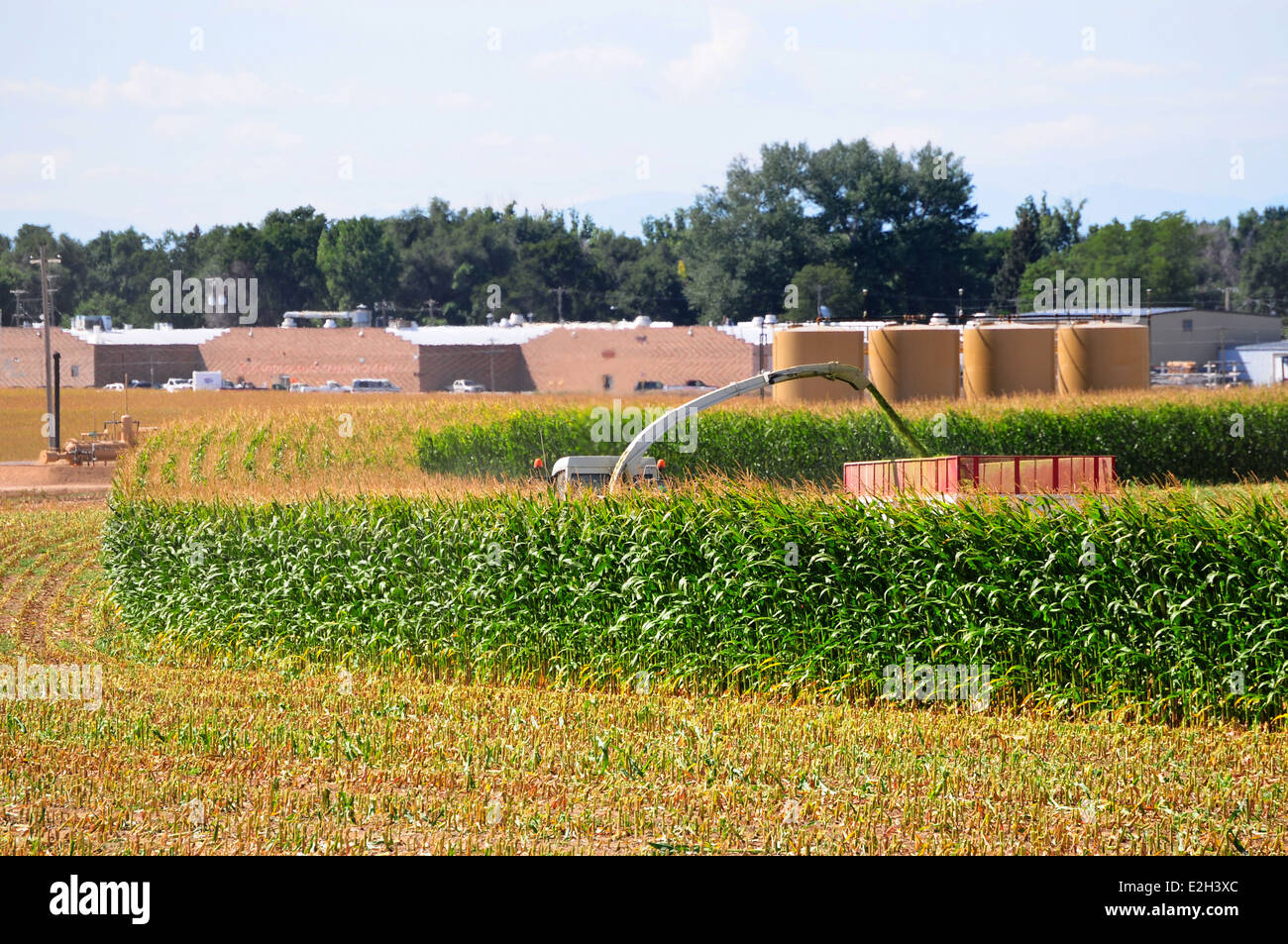 Harvesting chopped corn for animal feed on a small farm near a rural ...