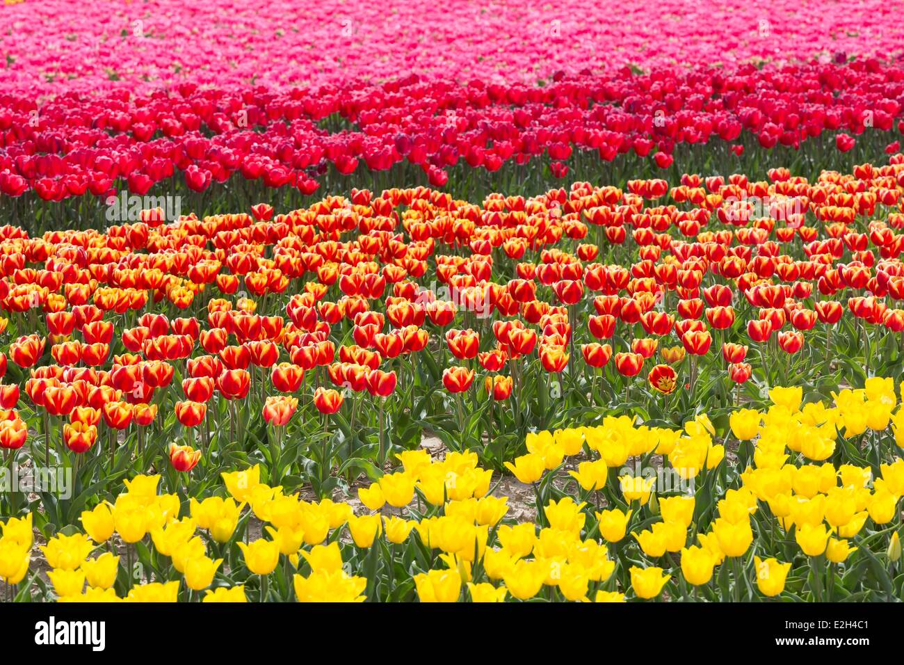 France tulips hi-res stock photography and images - Alamy