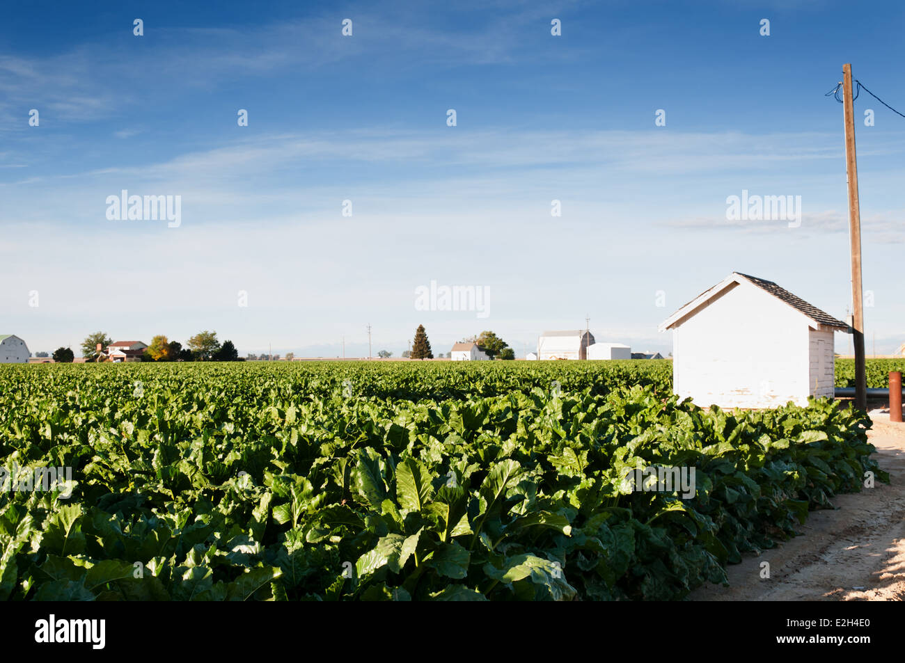 Sugarbeet field in central Colorado, USA with a white pumphouse Stock ...