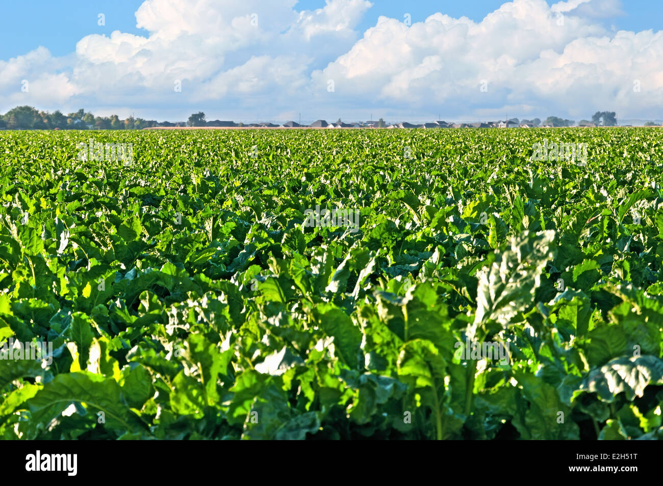 Large field of sugar beets in rural central Colorado Stock Photo - Alamy