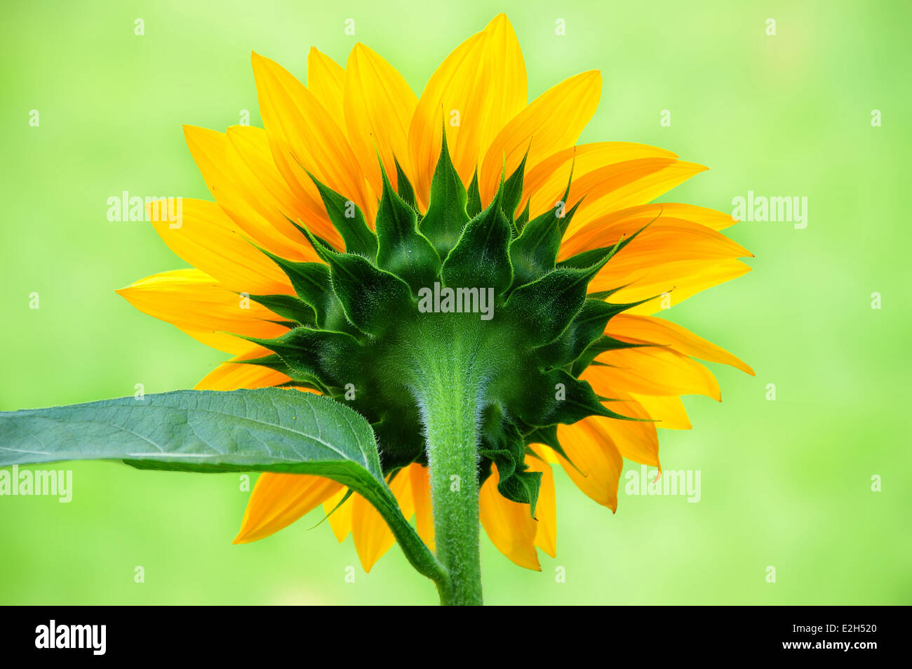 Backside of sunflower hi-res stock photography and images - Alamy