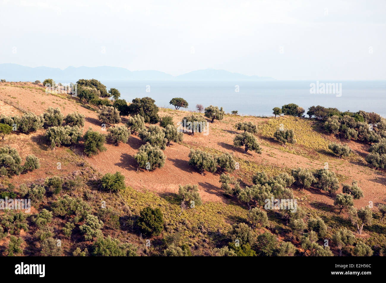 Trees and shrubs on a hillside, and a view of the distant Turkish coast ...