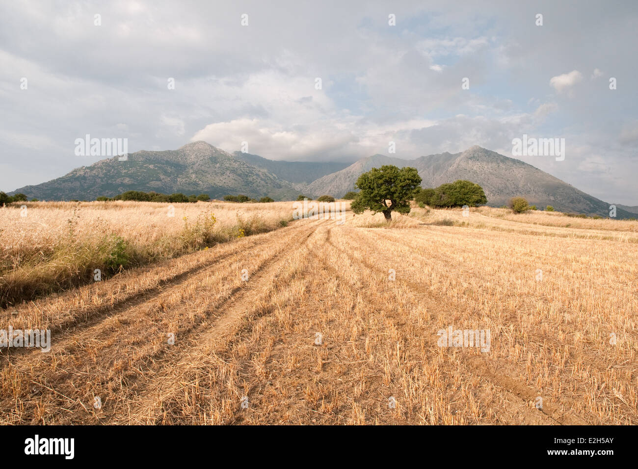 A lone oak tree sits in an open field with mountains in the background ...