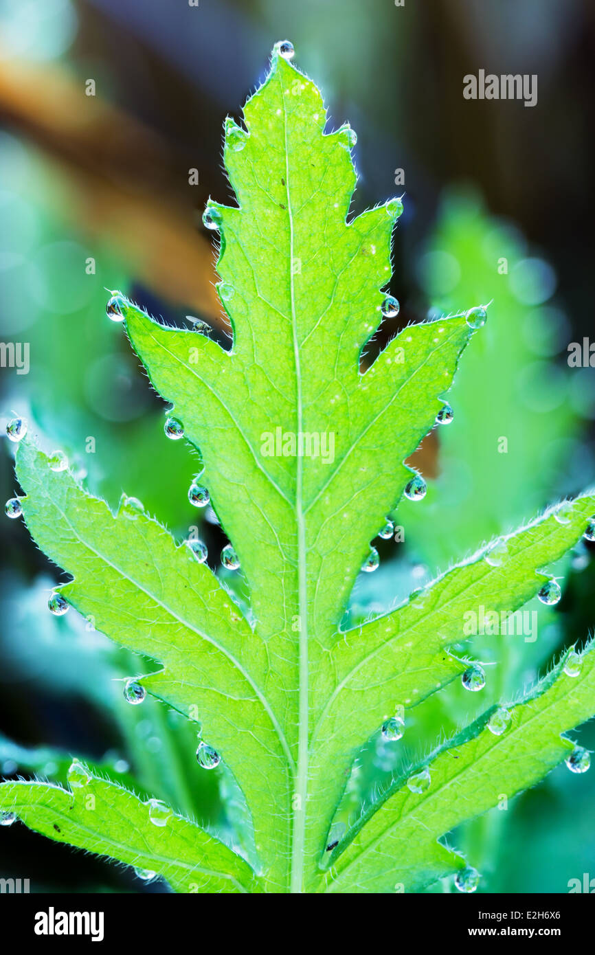 Poppy leaf hi-res stock photography and images - Alamy