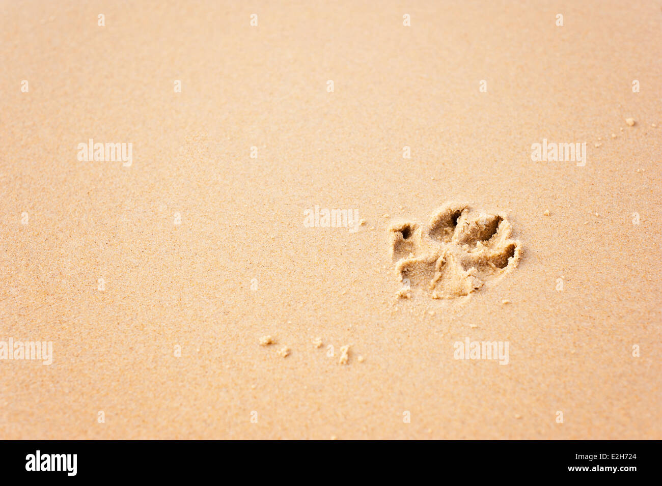 single pawprint on the beach Stock Photo - Alamy