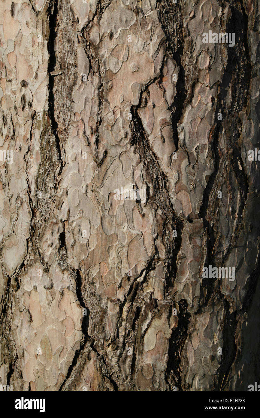 Textured bark of tree, Kent, England, UK Stock Photo - Alamy
