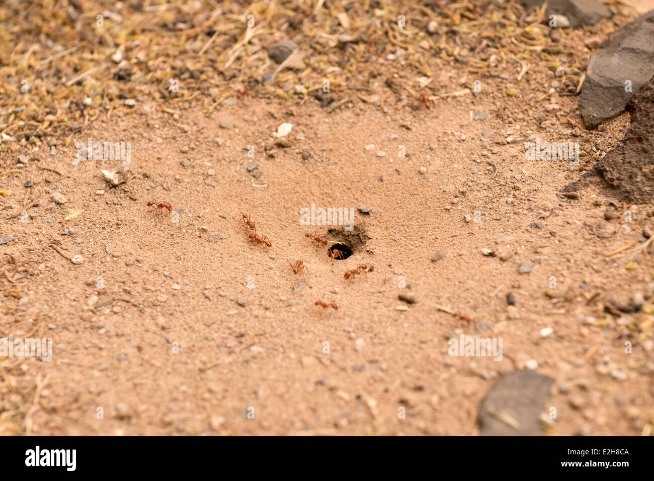 Giant Ant Hill Excavated