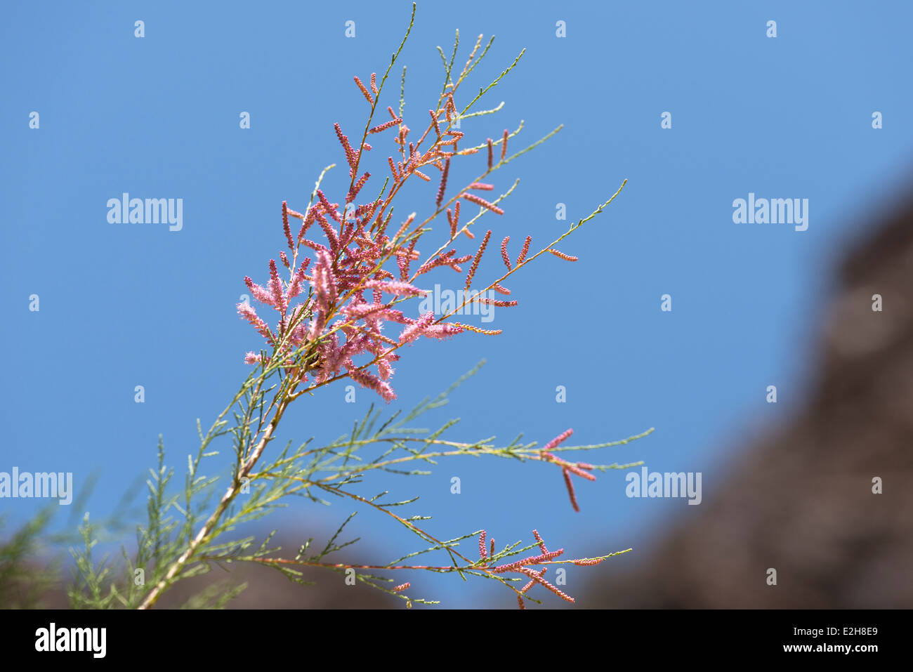 Tamarisk, in invasive shrub, also known as Salt Cedar, in bloom in the ...