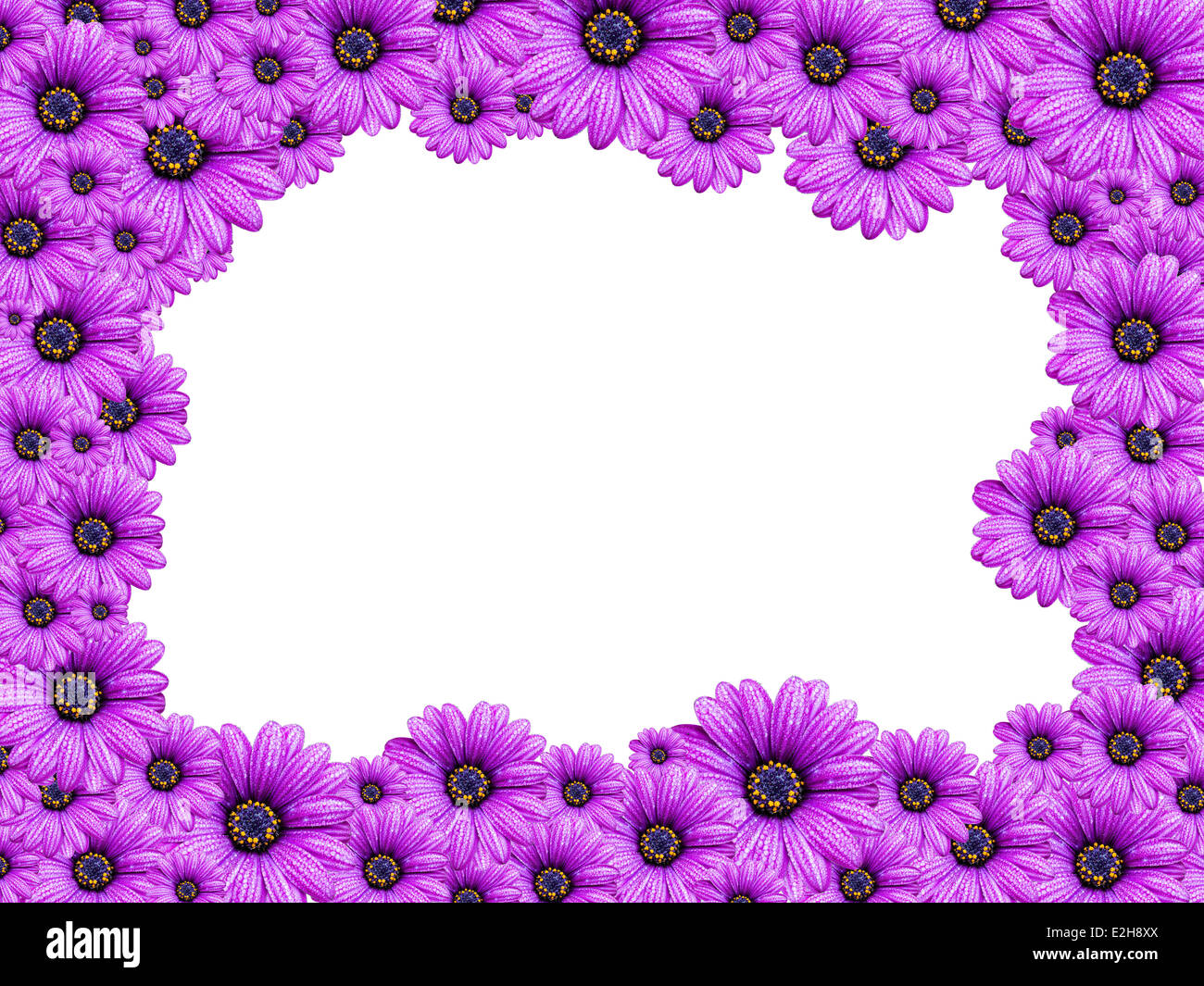 frame from Violet Senecio flowers isolated on white background Stock ...
