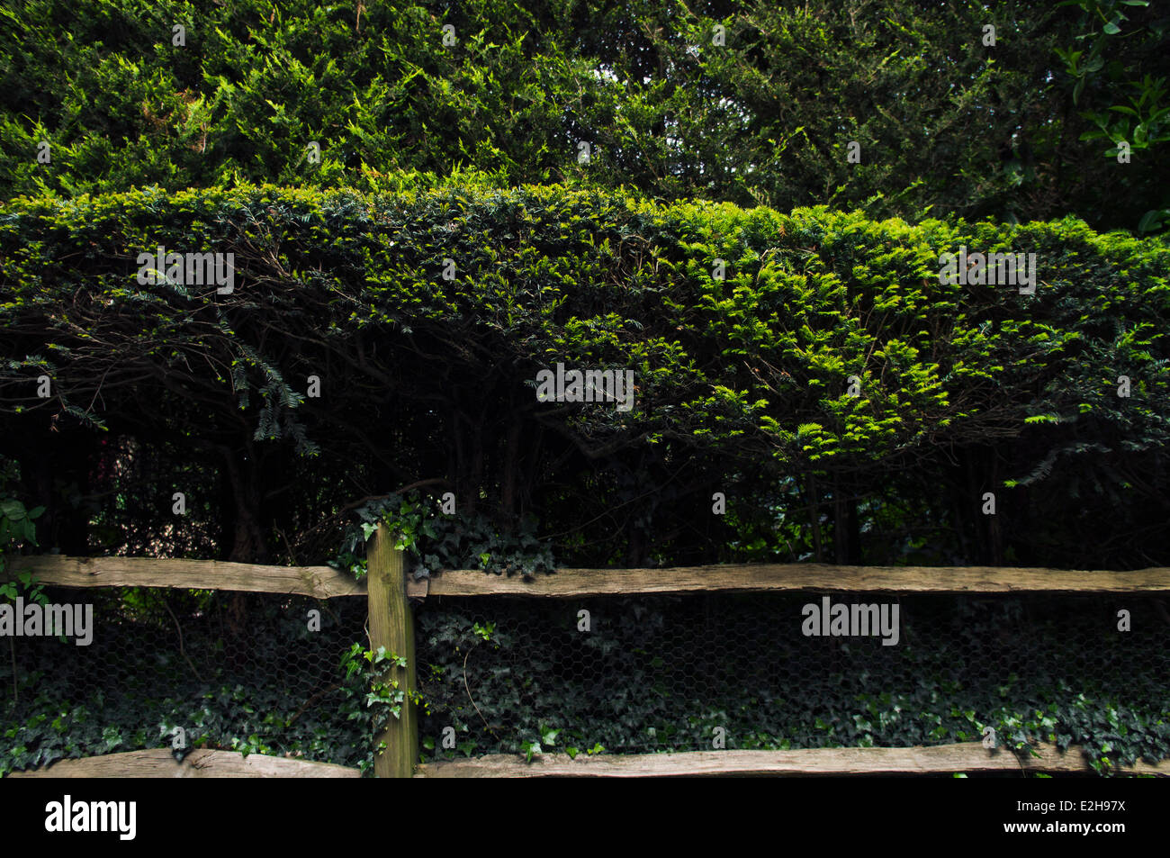 English yew hedge, hedge-row, hedgerow, green fence, Taxus baccata ...