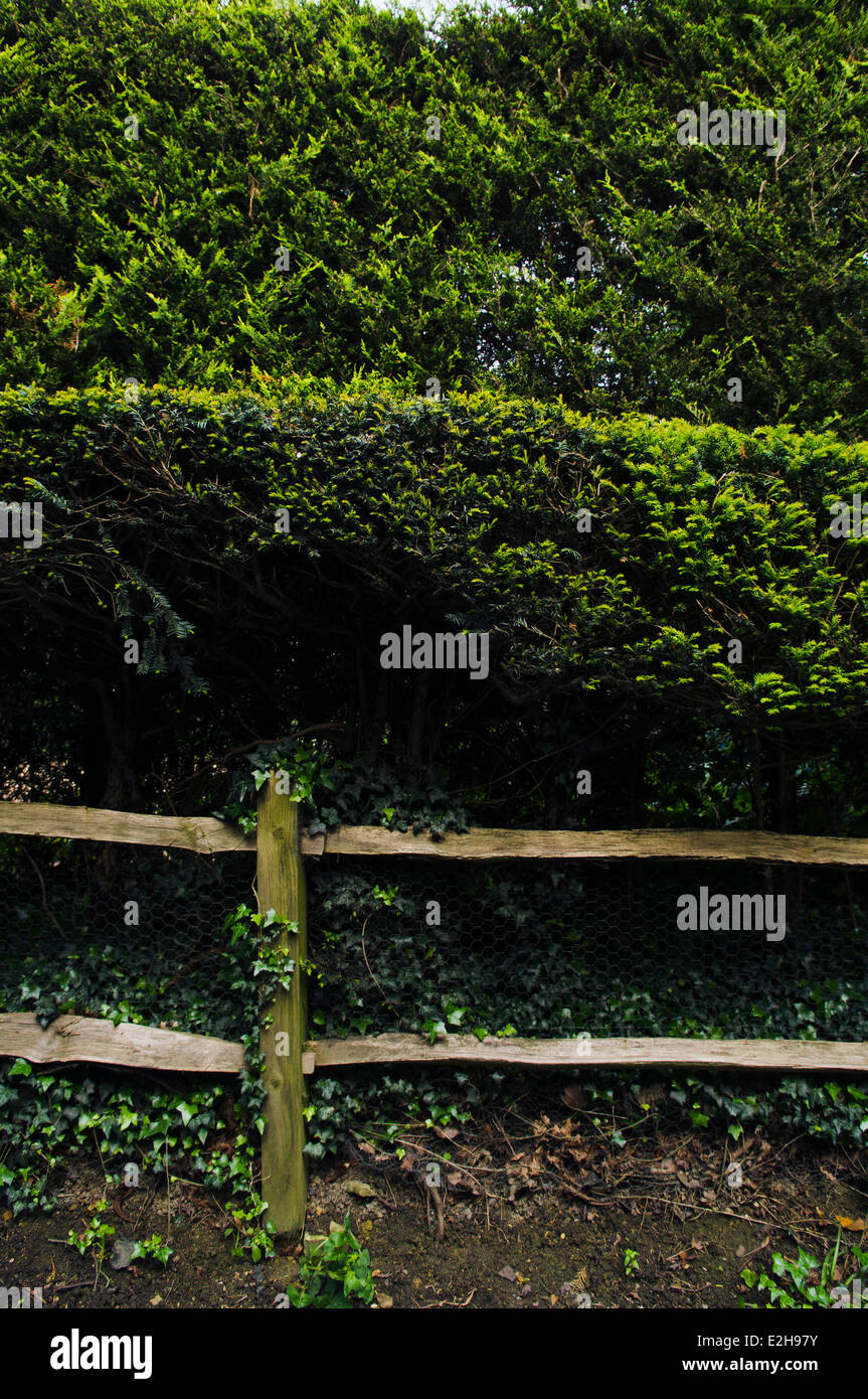 English yew hedge, hedge-row, hedgerow, green fence, Taxus baccata ...