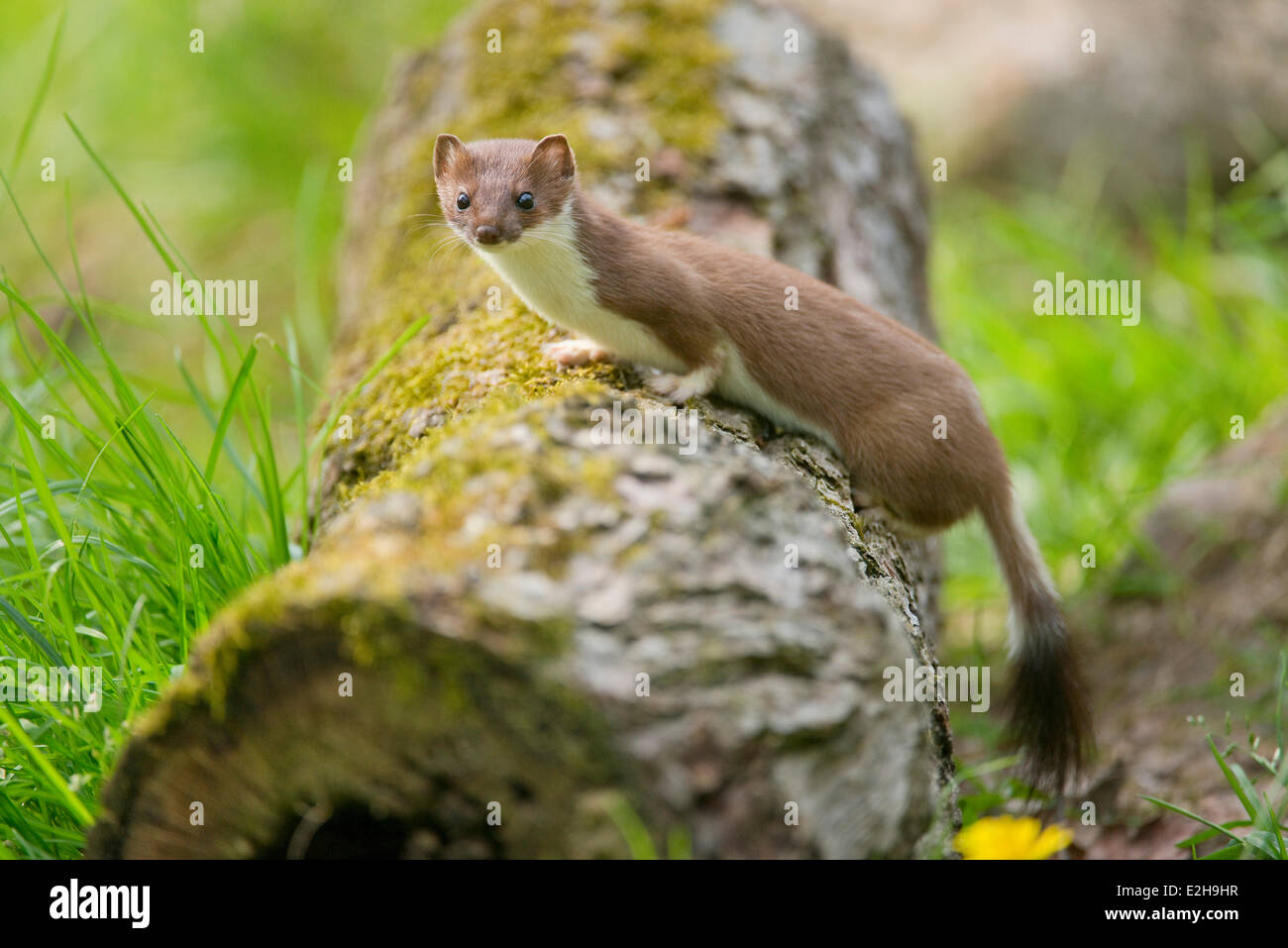 Stoat hi-res stock photography and images - Alamy