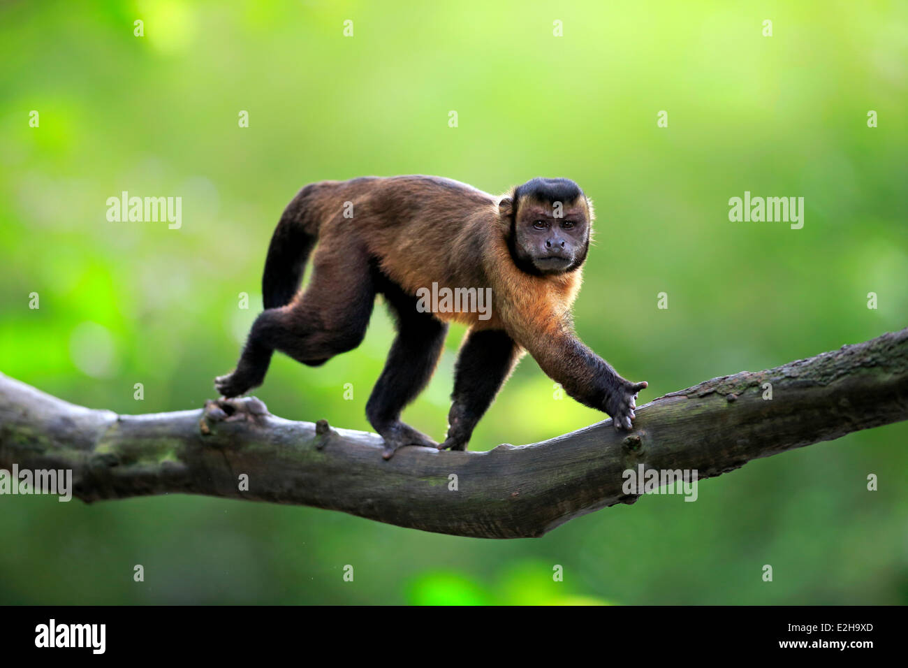 Tufted capuchin monkeys hi-res stock photography and images - Alamy
