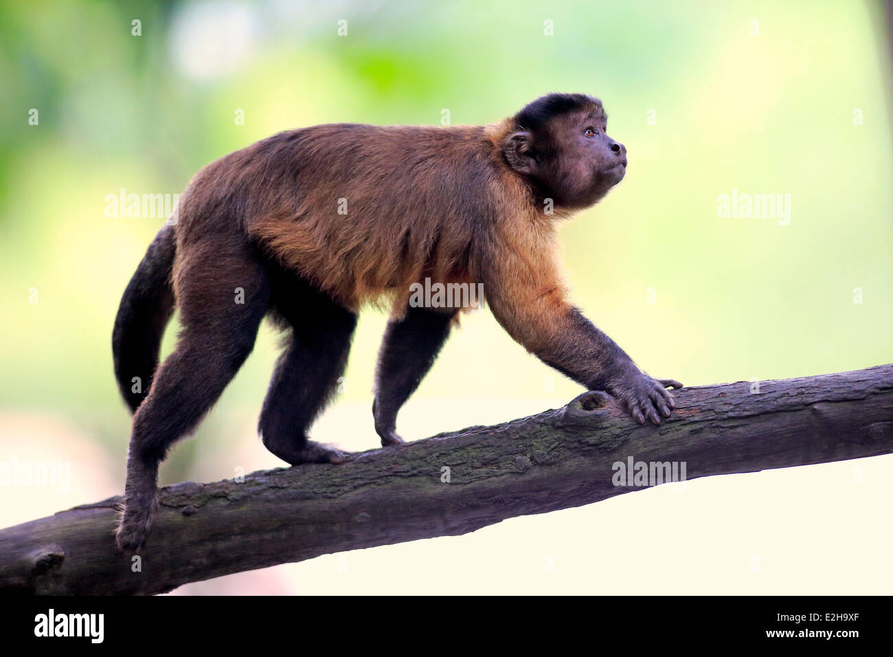 Brown Capuchin or Tufted Capuchin (Cebus apella), adult, on tree, South ...