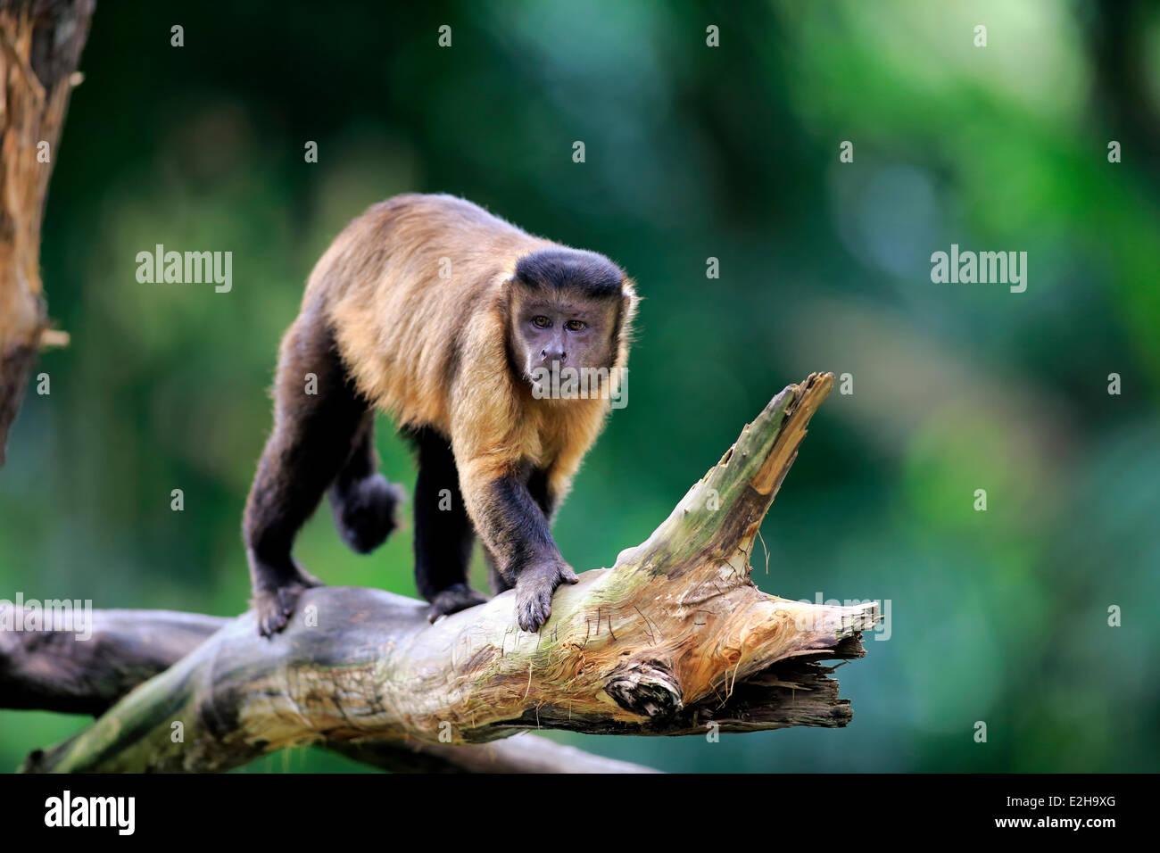 Brown Capuchin or Tufted Capuchin (Cebus apella), adult, on tree, South ...
