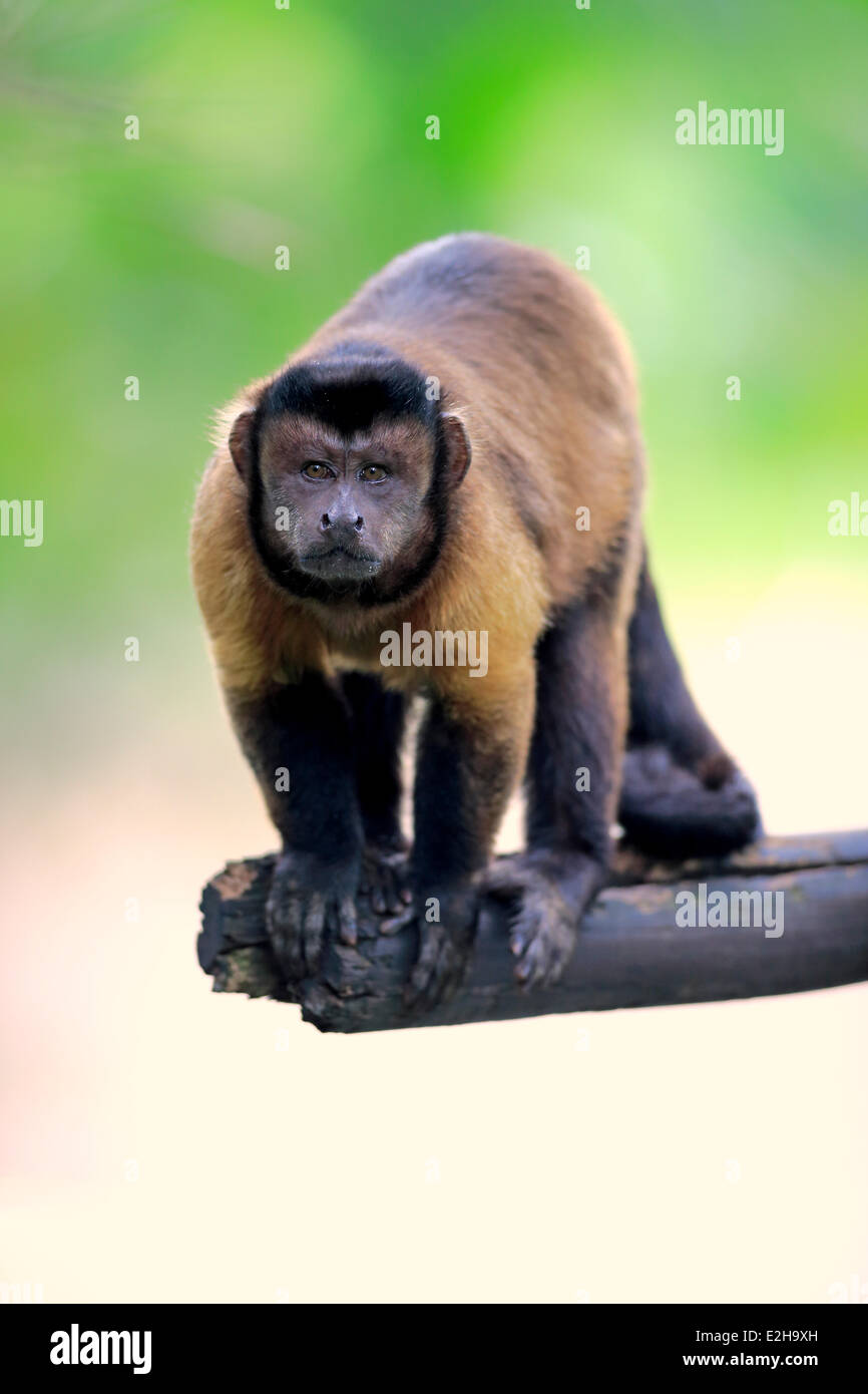 Brown Capuchin or Tufted Capuchin (Cebus apella), adult, on tree, South ...