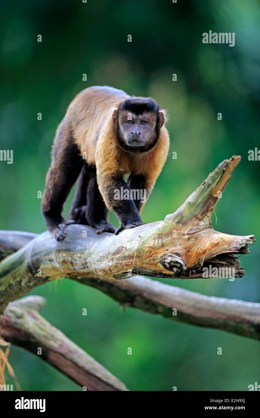 Brown Capuchin or Tufted Capuchin (Cebus apella), adult, on tree, South ...