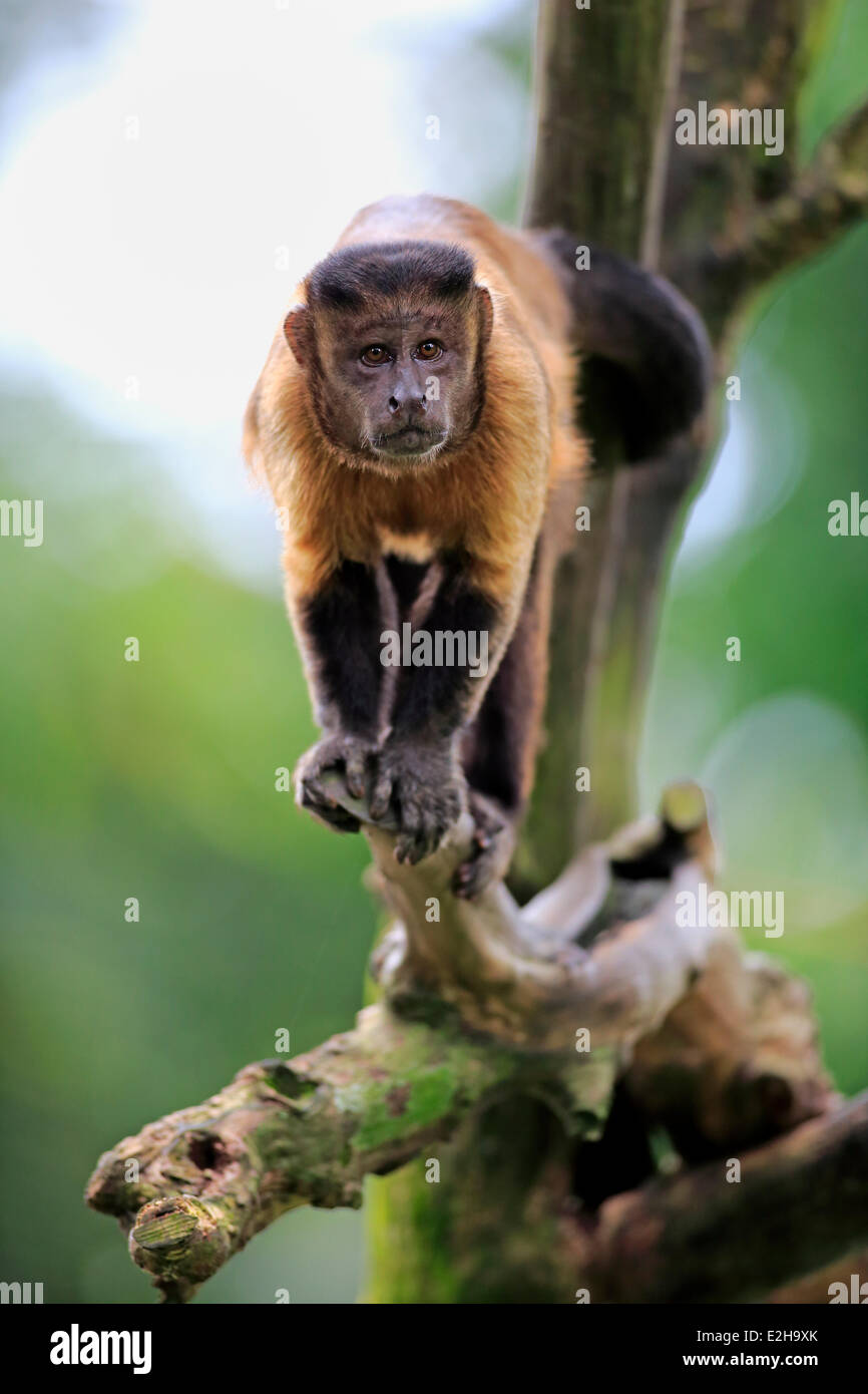 Brown Capuchin or Tufted Capuchin (Cebus apella), adult, on tree, South ...