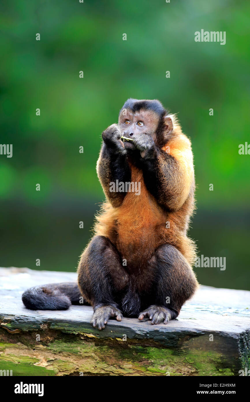 Tufted capuchin eating hi-res stock photography and images - Alamy