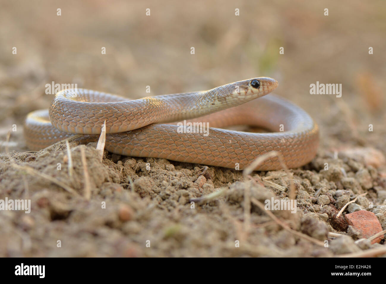 Ring headed dwarf snake hi-res stock photography and images - Alamy