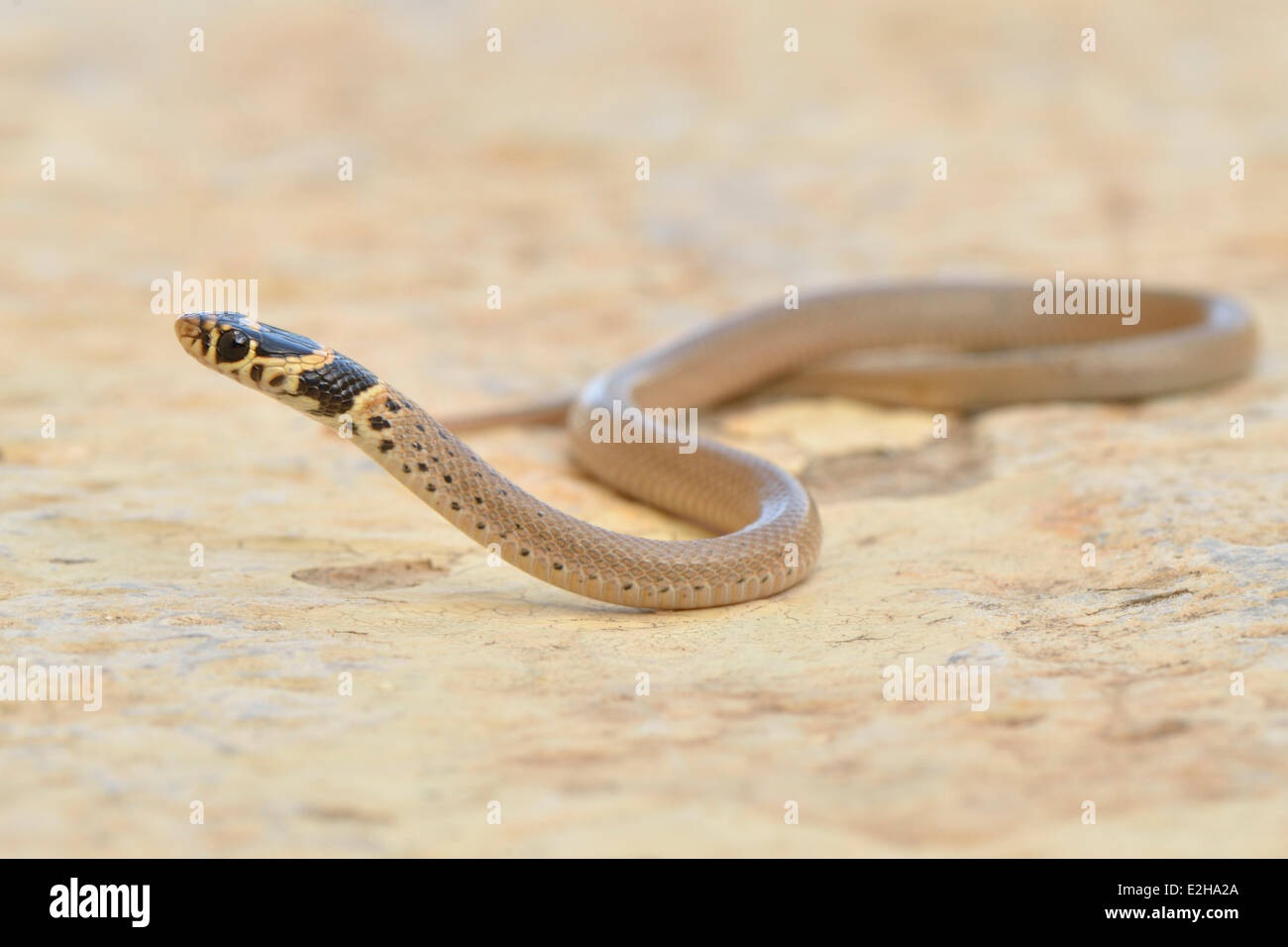 Ring-headed Dwarf Snake (Eirenis modestus), juvenile, Lycia, Turkey ...