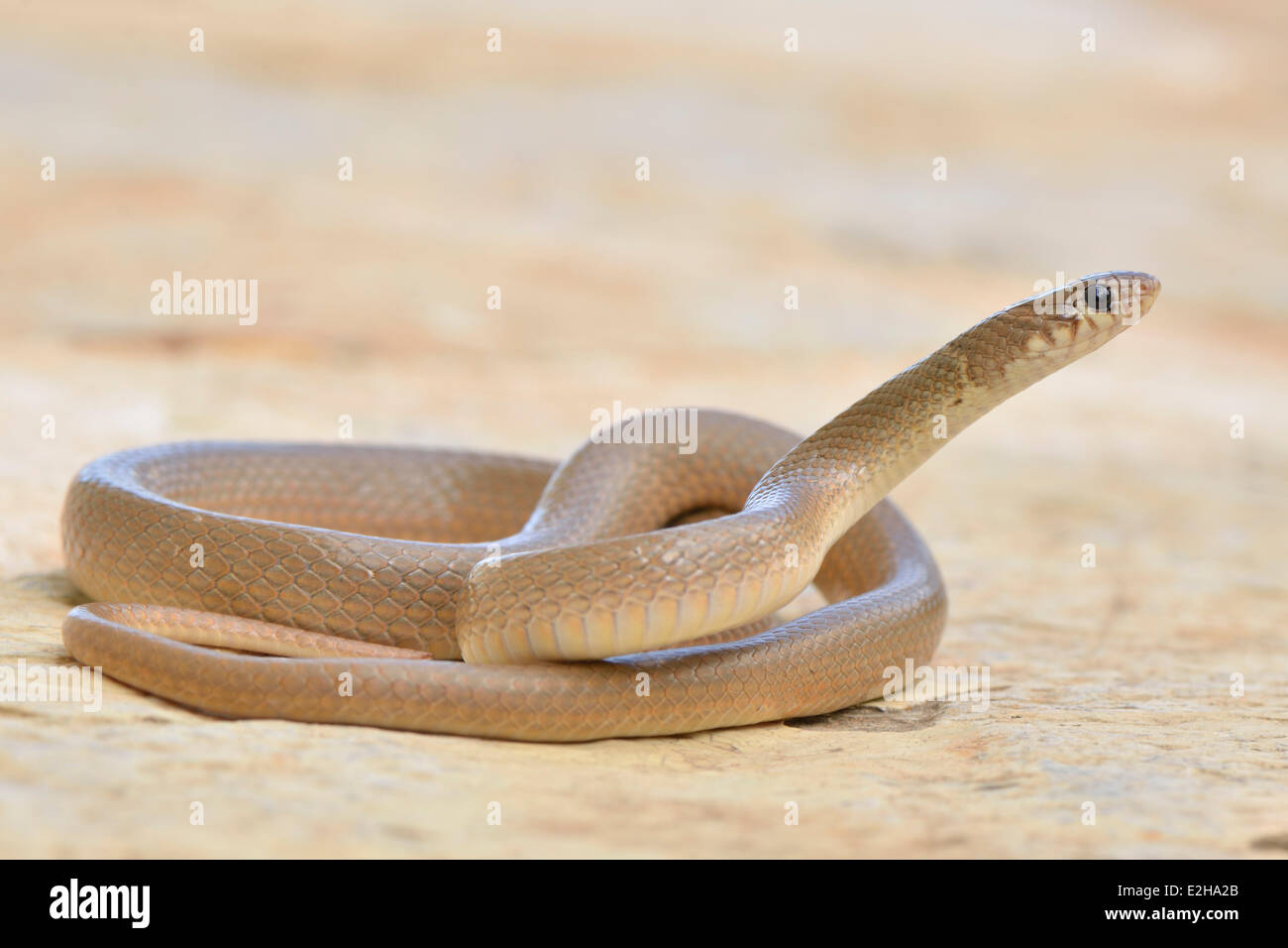 Adult snakes hi-res stock photography and images - Alamy