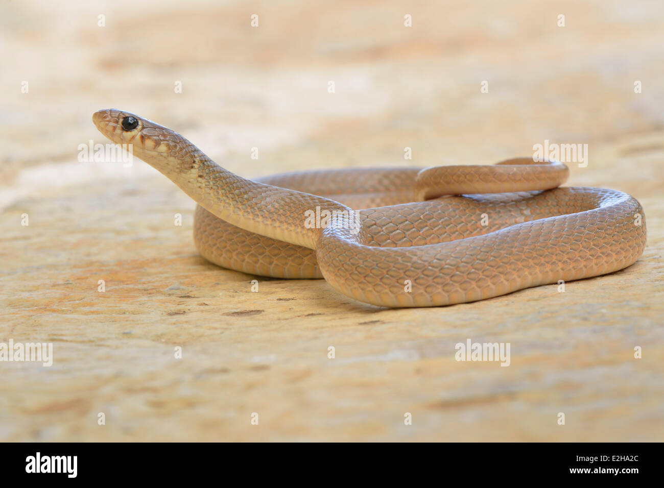 Ring headed dwarf snake hi-res stock photography and images - Alamy