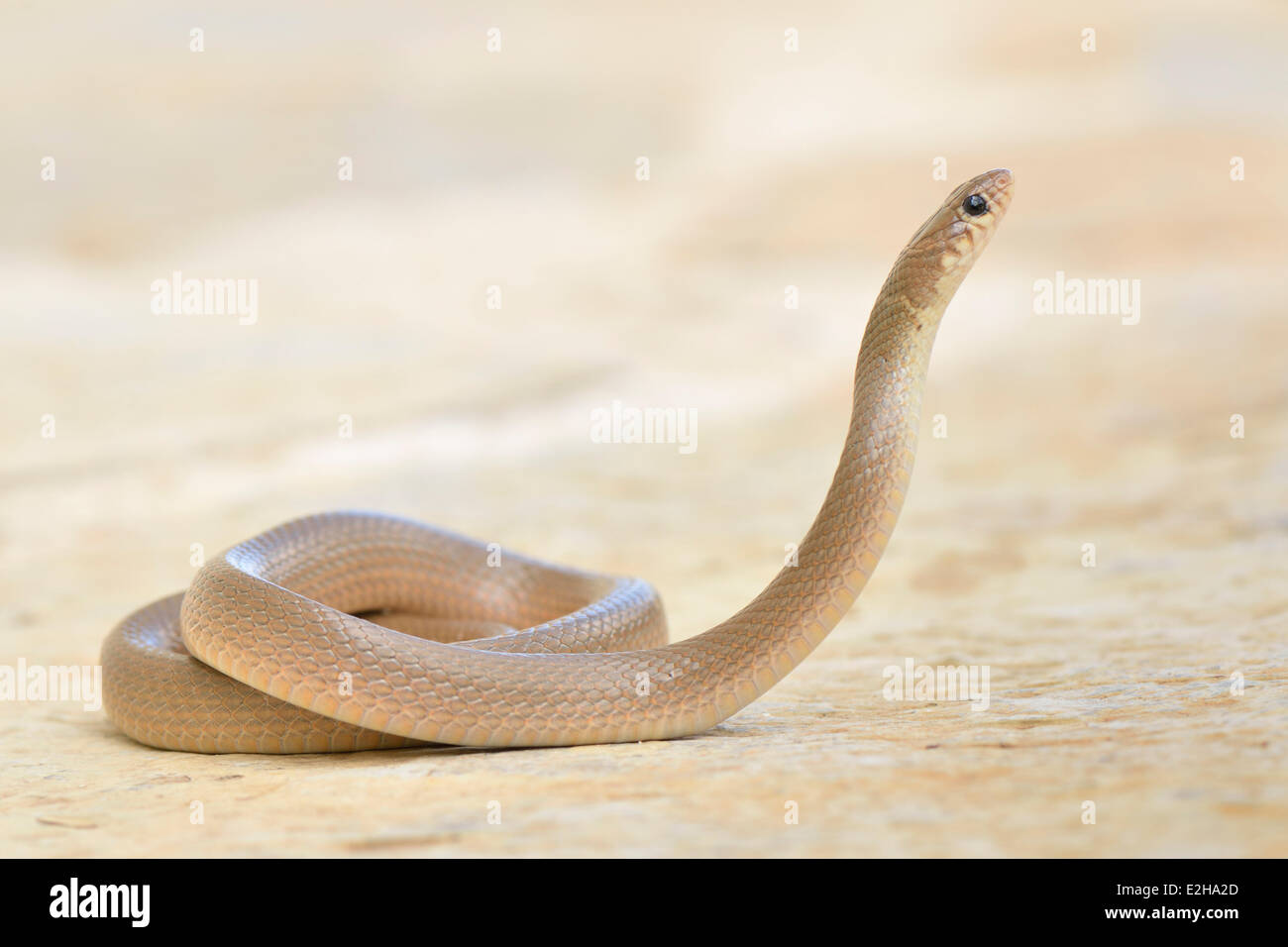 Dwarf snake hi-res stock photography and images - Alamy