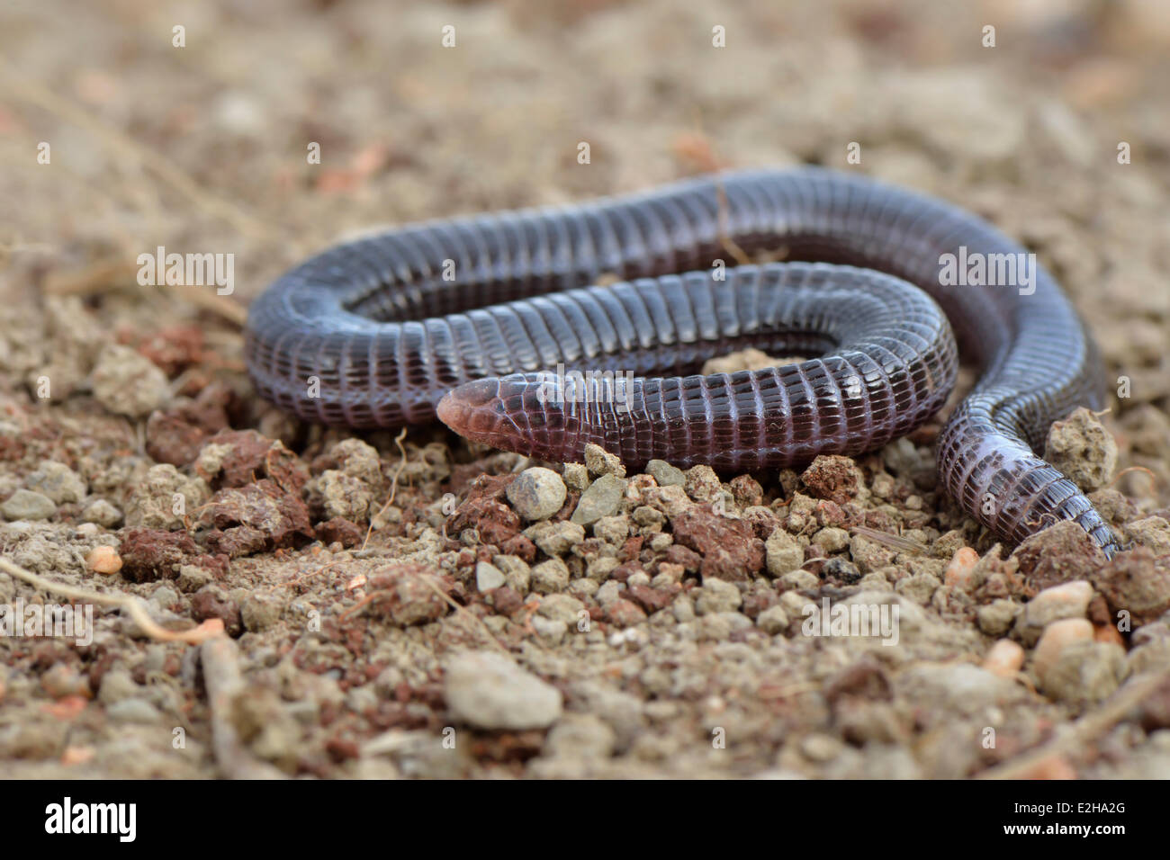 Turkish Worm Lizard (Blanus strauchi aporus), Lycia, Turkey Stock Photo ...