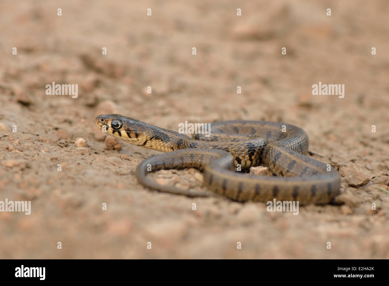Grass snake natrix natrix persa hi-res stock photography and images - Alamy
