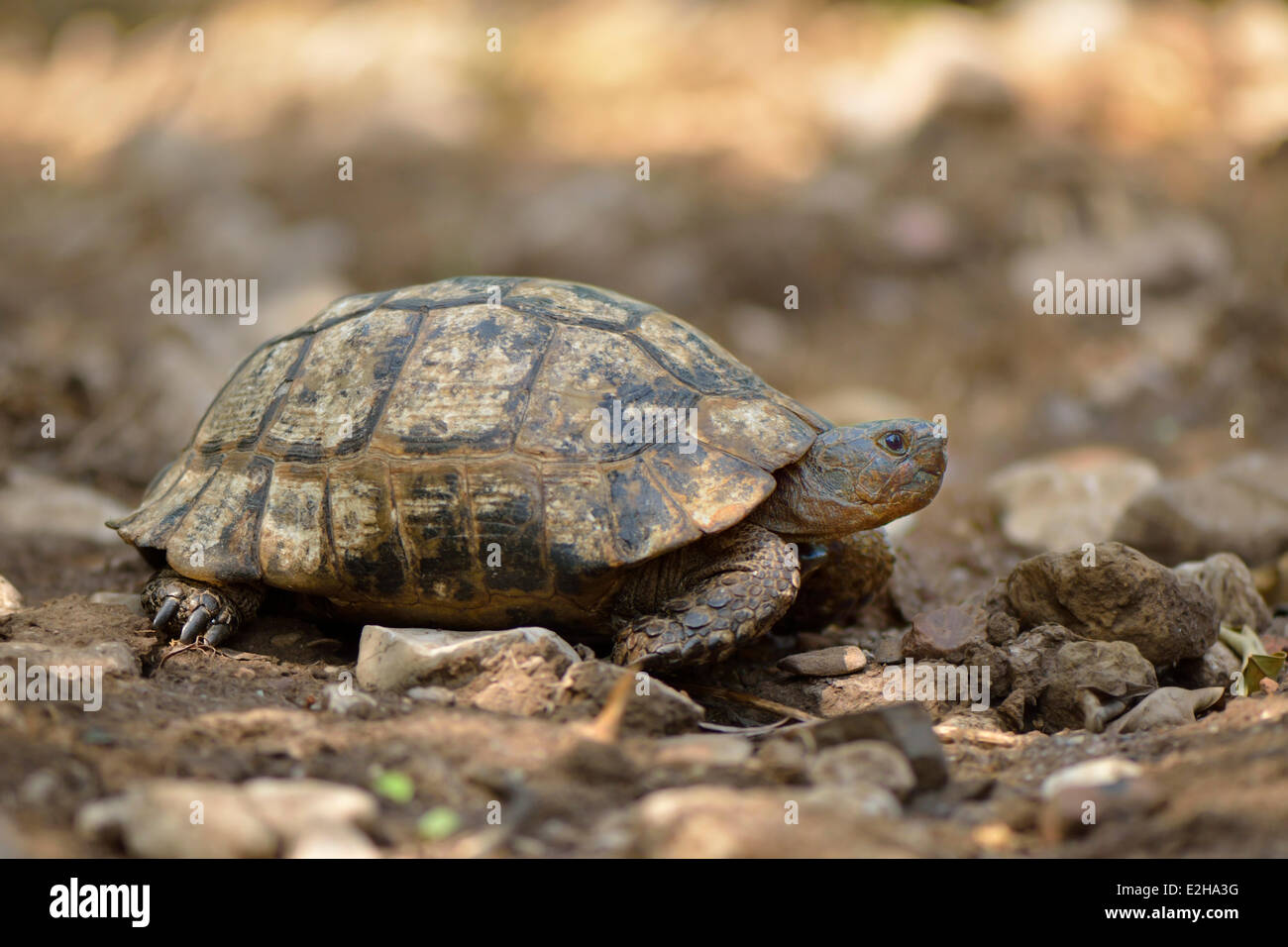 Spur-thighed Tortoise or Greek Tortoise (Testudo graeca terrestris ...