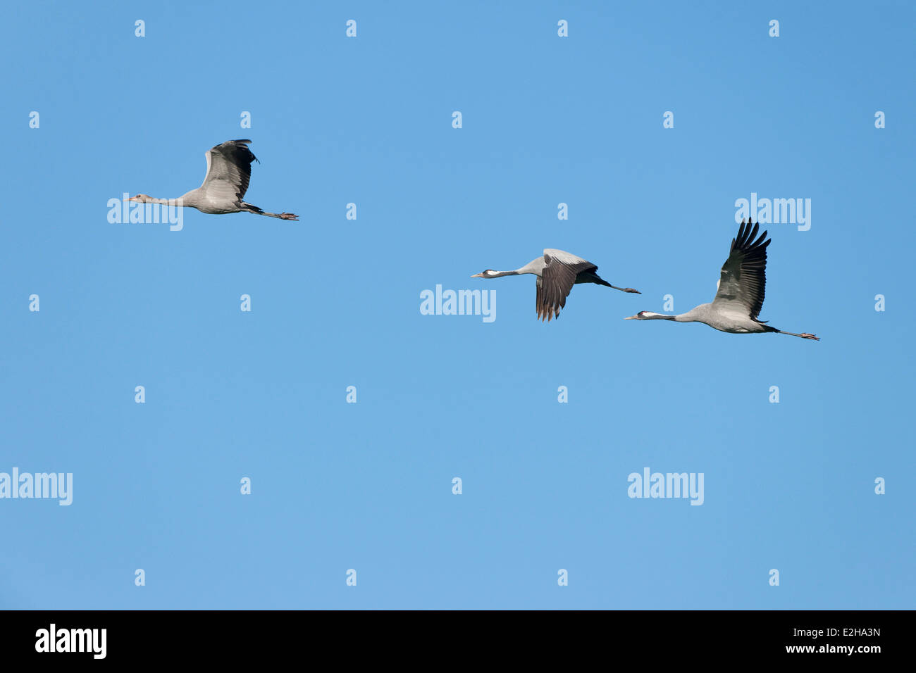 Common Cranes (Grus grus) in flight, one juvenile and two adult birds ...