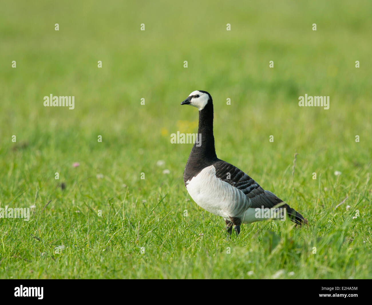 Province of north holland wild animals wild animal wildlife hi-res ...