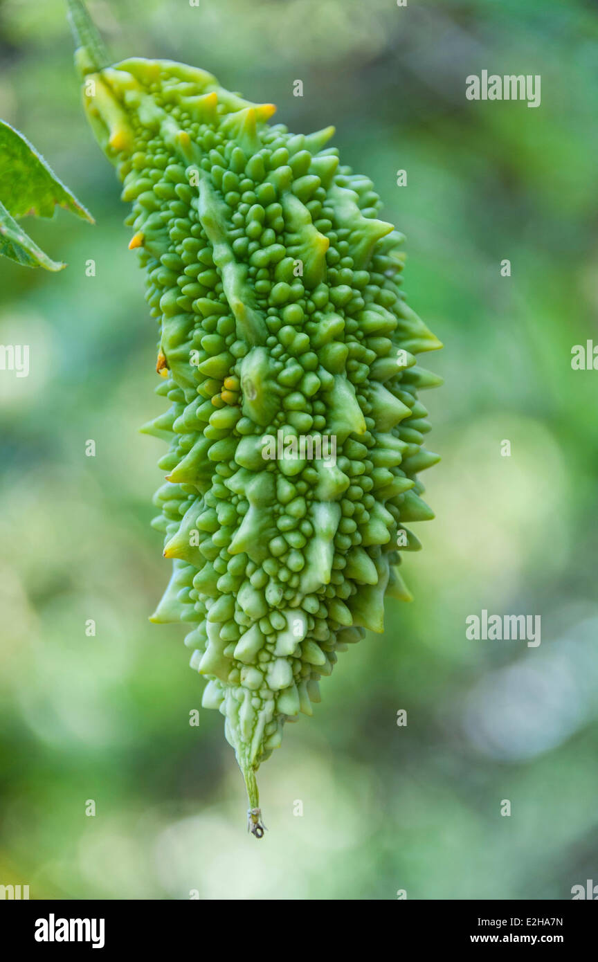 Bitter melon (Momordica charantia), Spice Garden, Kumily, Kerala, India ...